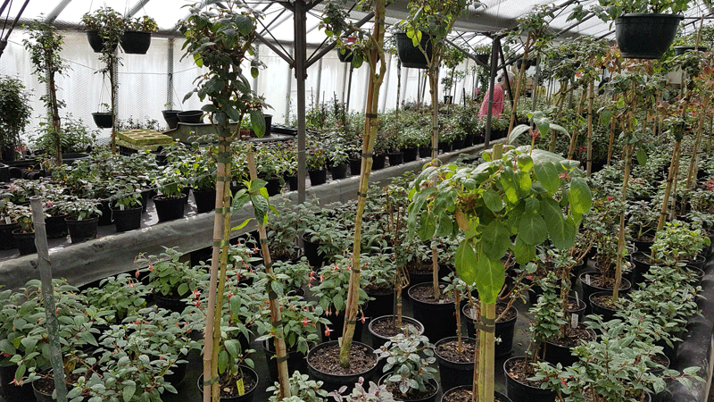 Lockyer Fuchsias - Gold Medals Winner