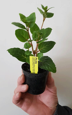 Lockyer Fuchsias - Gold Medals Winner