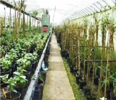 Lockyer Fuchsias - Gold Medals Winner